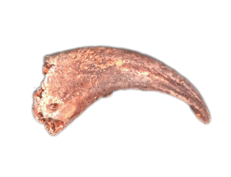 Dromaeosaur (Raptor) Hand Claw, Hell Creek Formation| The Daily Rex