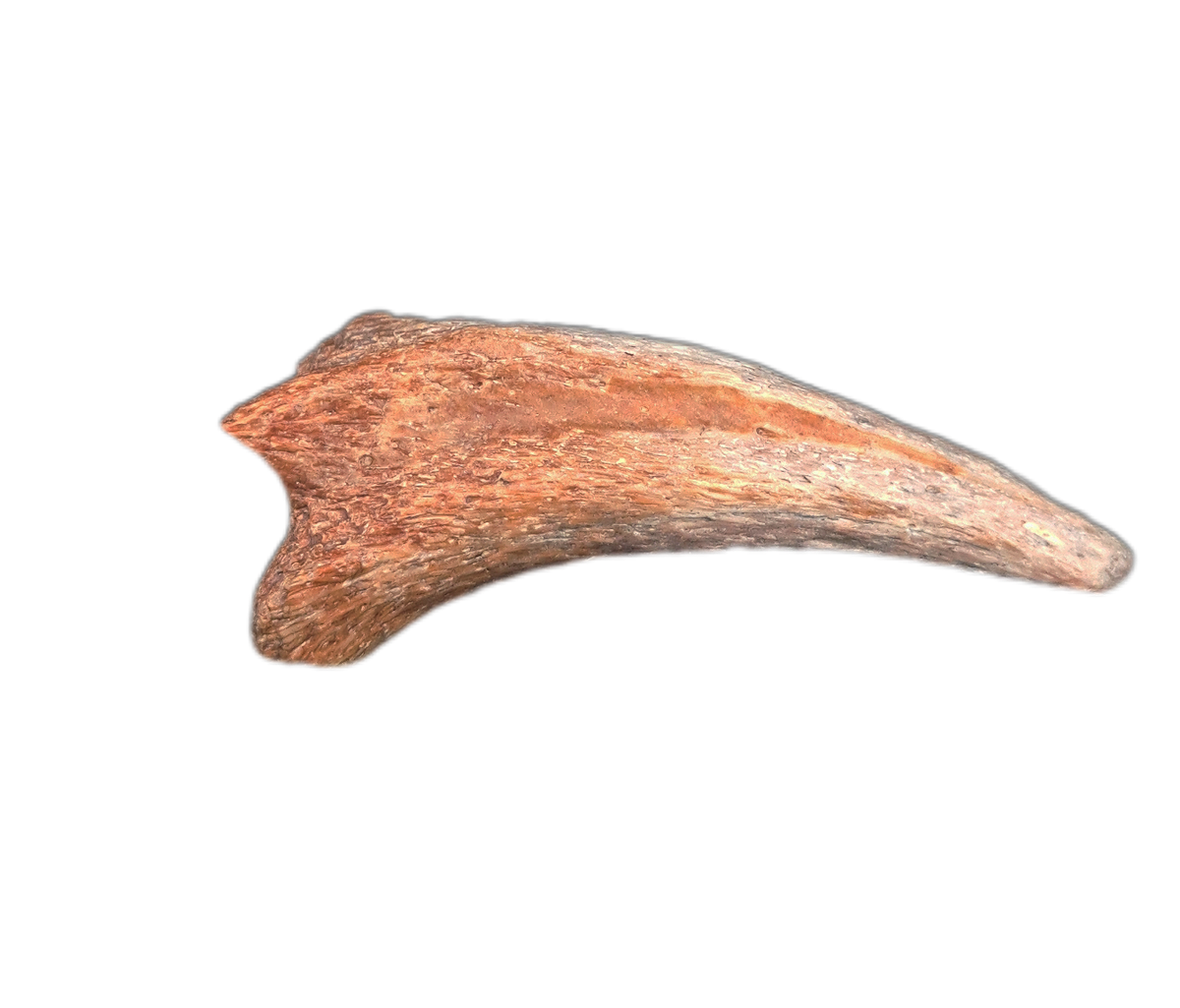 Dinosaur Claws| The Daily Rex