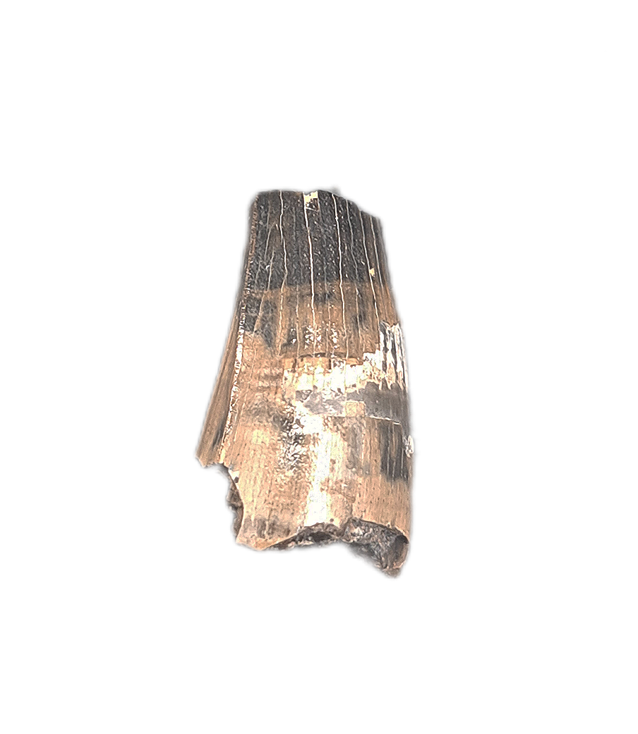 Baryonyx Tooth, England, Early Cretaceous| The Daily Rex
