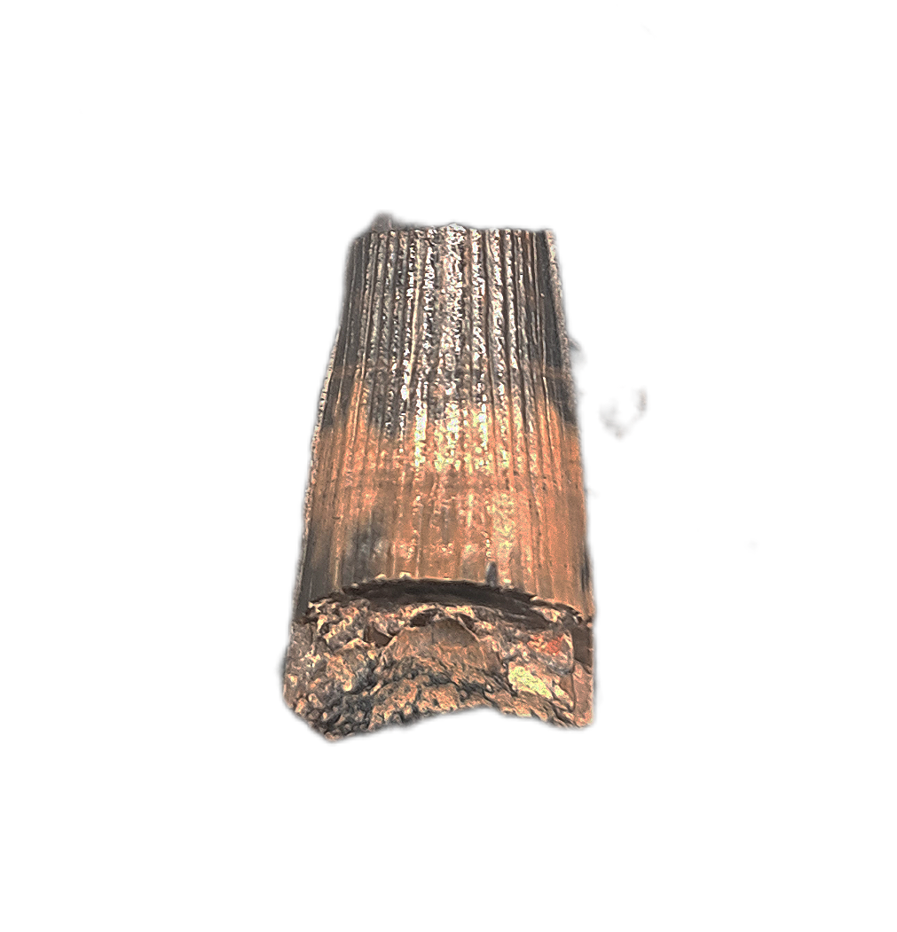 Baryonyx Tooth, England, Early Cretaceous| The Daily Rex