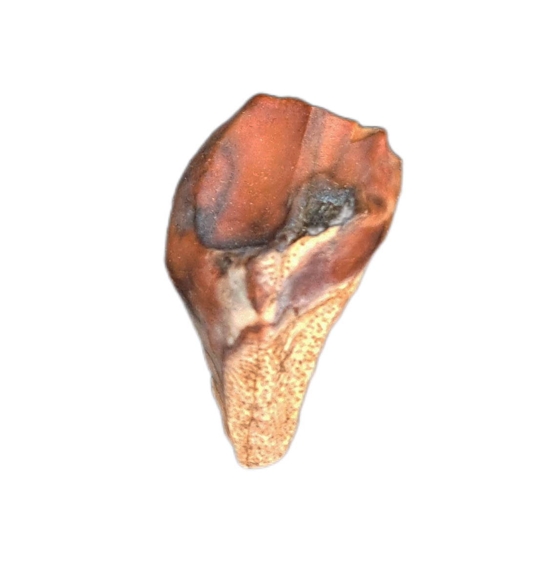 Cerasinops (?) Tooth, Judith River Formation| The Daily Rex