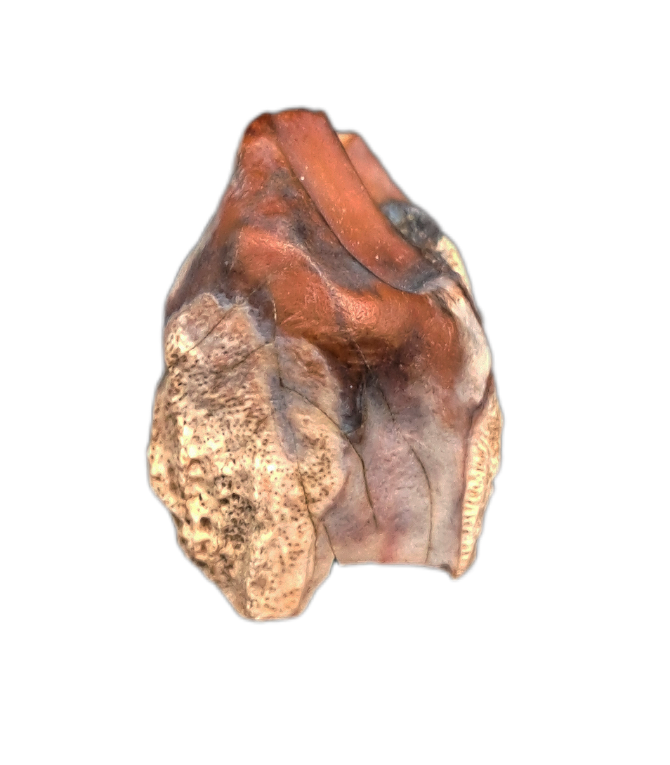 Cerasinops (?) Tooth, Judith River Formation| The Daily Rex