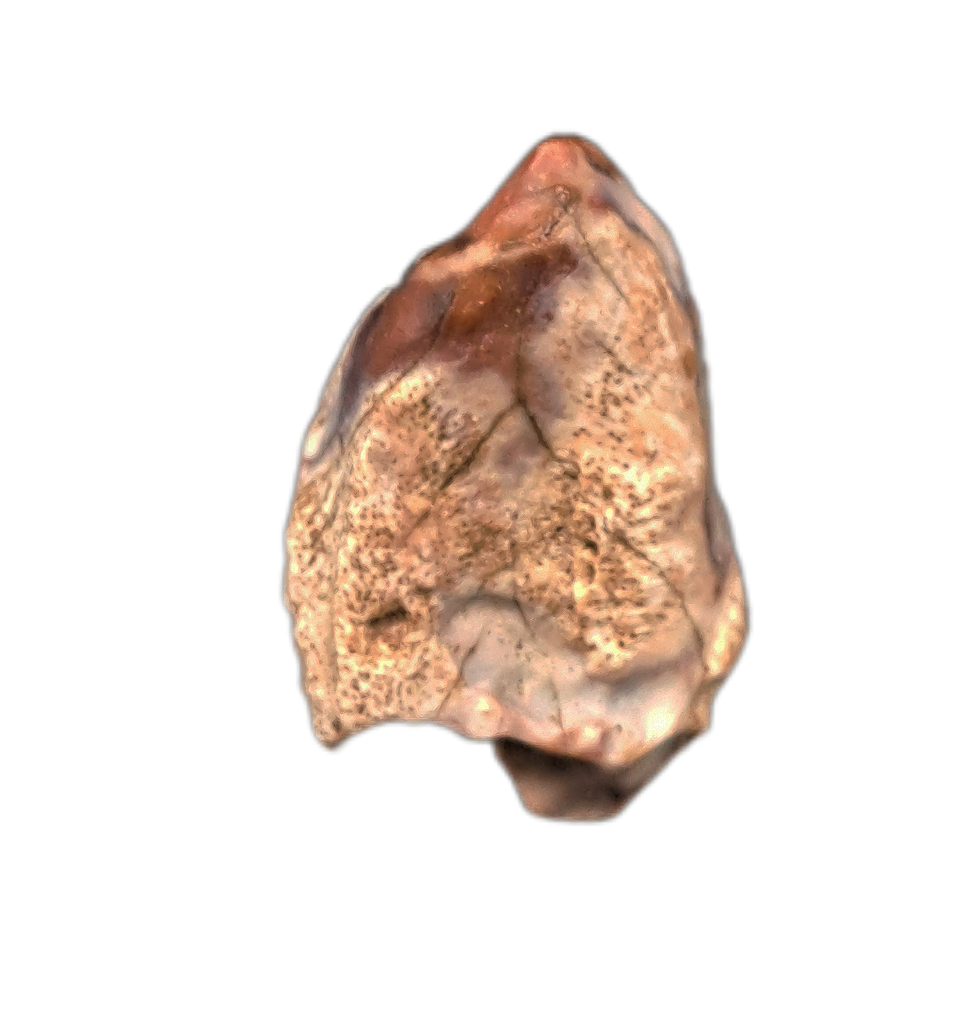 Cerasinops (?) Tooth, Judith River Formation| The Daily Rex