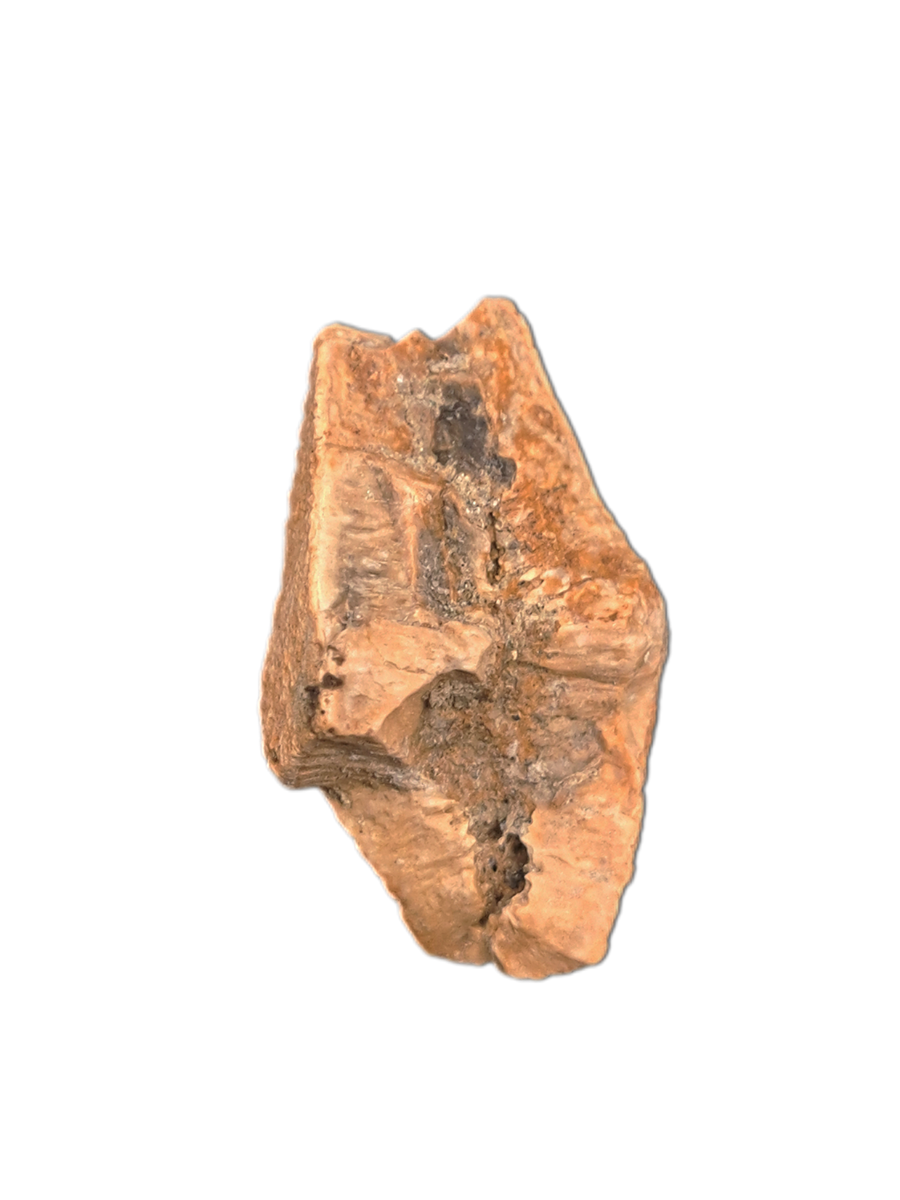 Gryposaurus Tooth, Judith River Formation| The Daily Rex