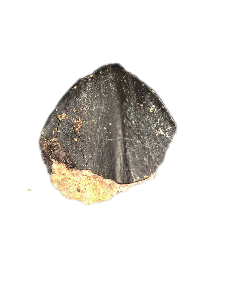 Haplocanthosaurus Tooth, Morrison Formation| The Daily Rex
