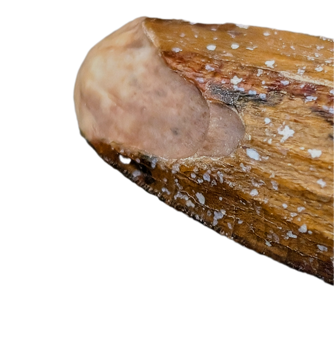 Suchomimus Tooth with Visible Serrations| The Daily Rex