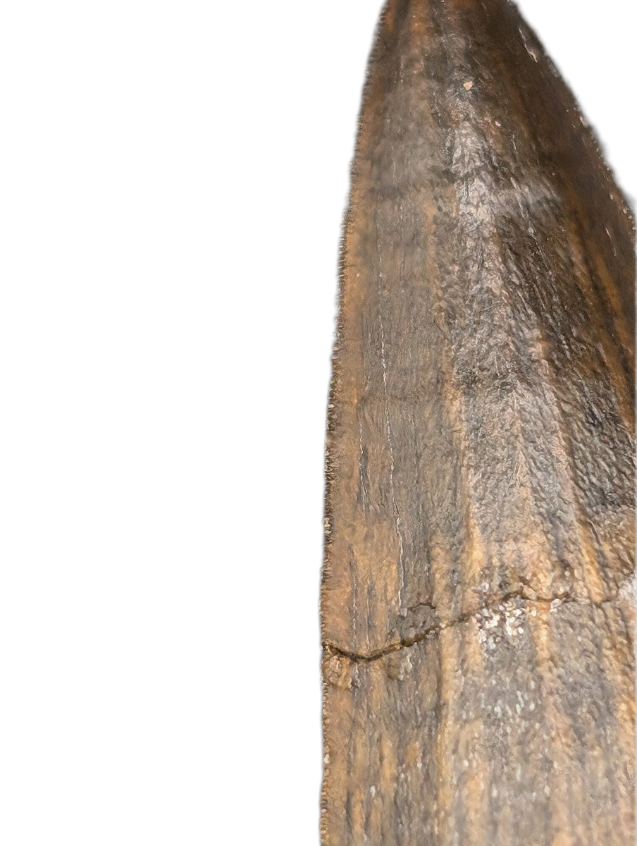 Suchomimus Tooth with Visible Serrations| The Daily Rex