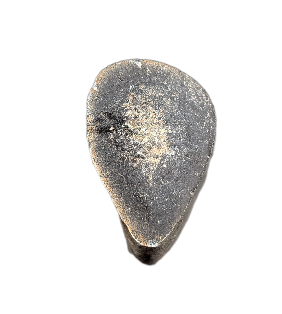 Dinosaur Rib Section, Two Medicine Formation| The Daily Rex