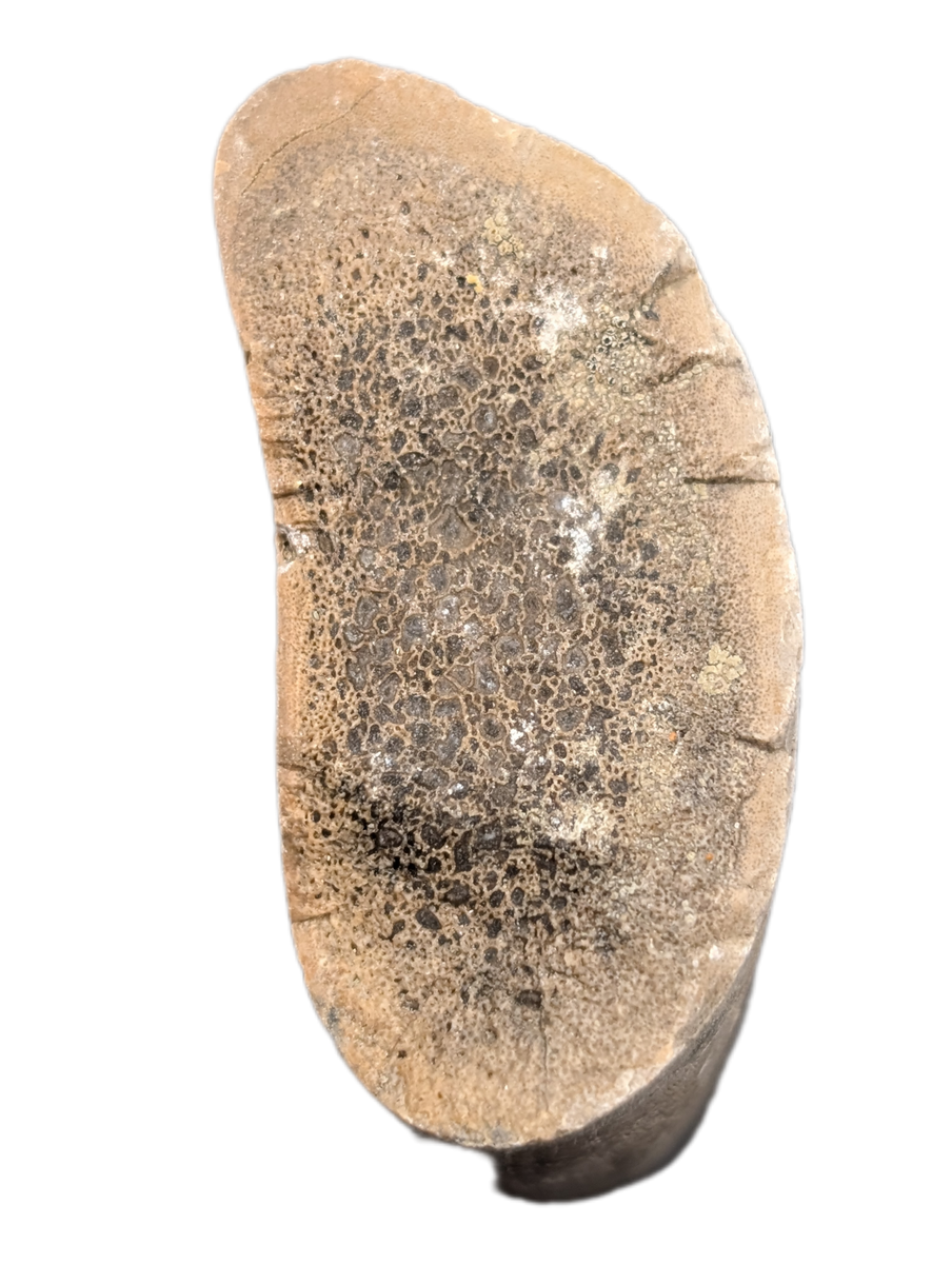 Dinosaur Rib Section, Two Medicine Formation| The Daily Rex