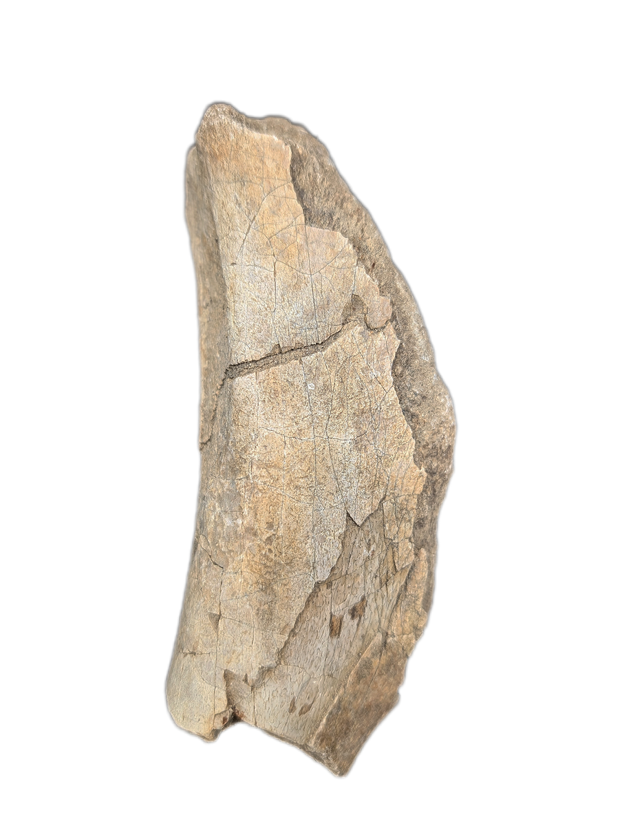 Dinosaur Rib Section, Two Medicine Formation| The Daily Rex