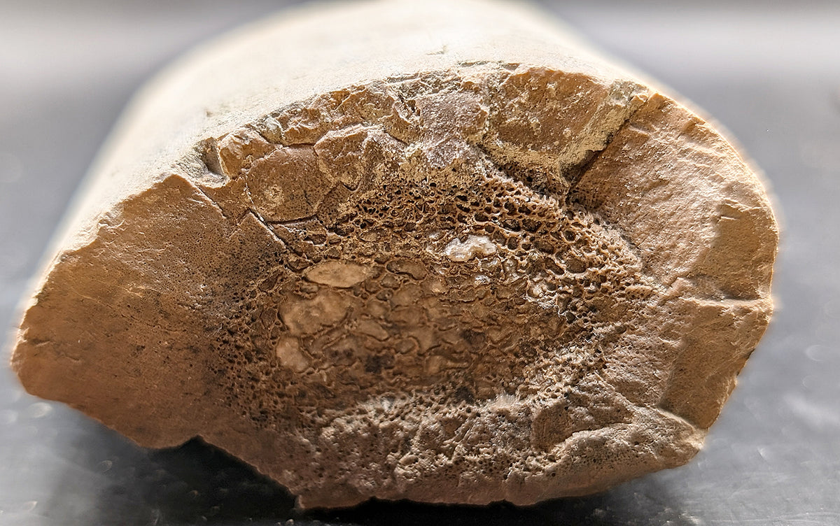 Dinosaur Limb Section, Two Medicine Formation| The Daily Rex