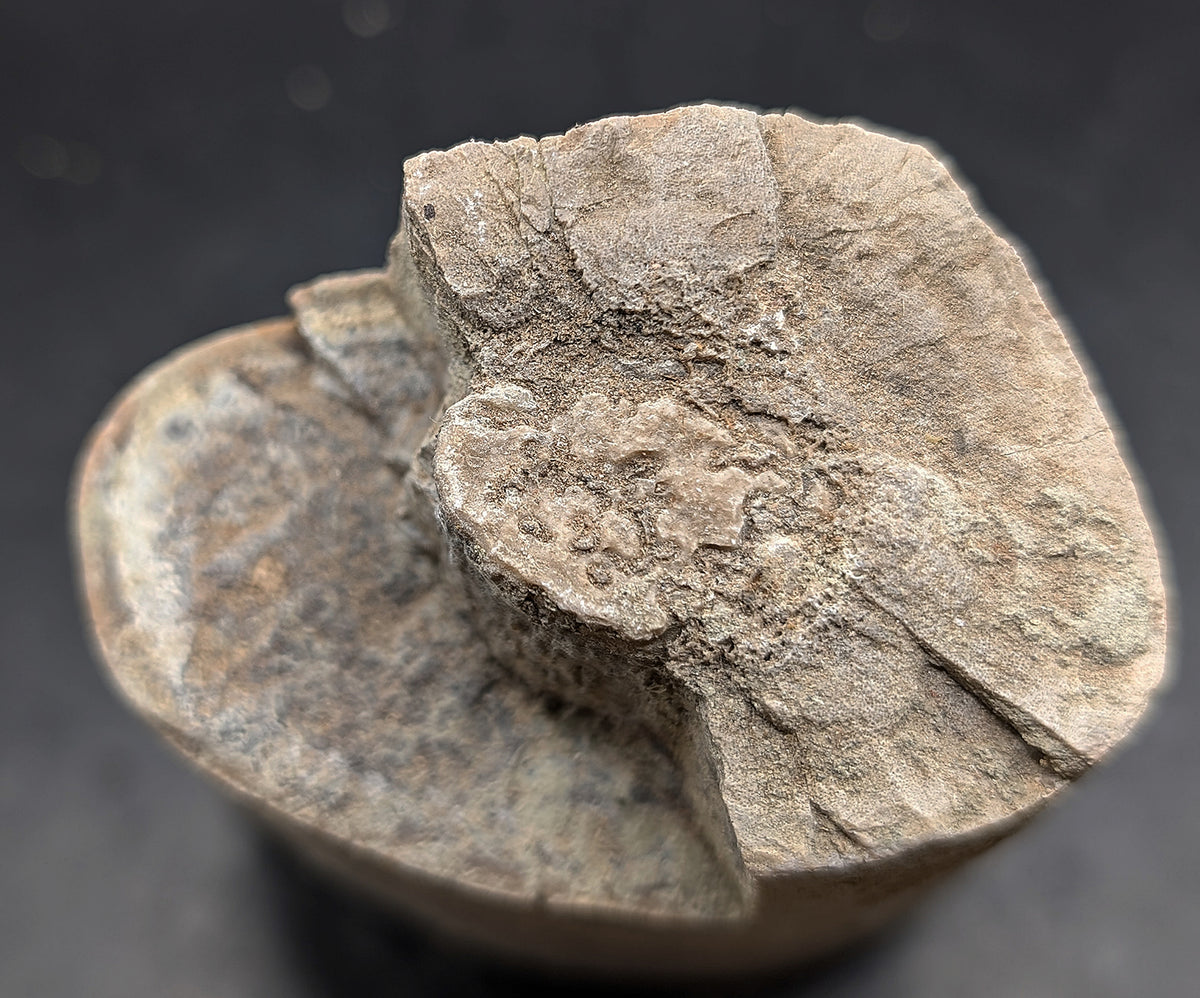 Dinosaur Limb Section, Two Medicine Formation| The Daily Rex