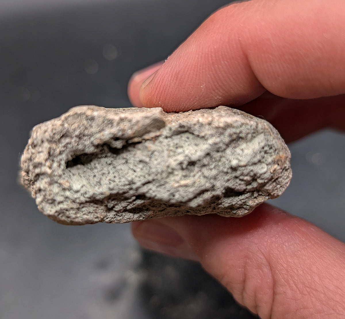 Theropod? Rib Section, Two Medicine Formation| The Daily Rex