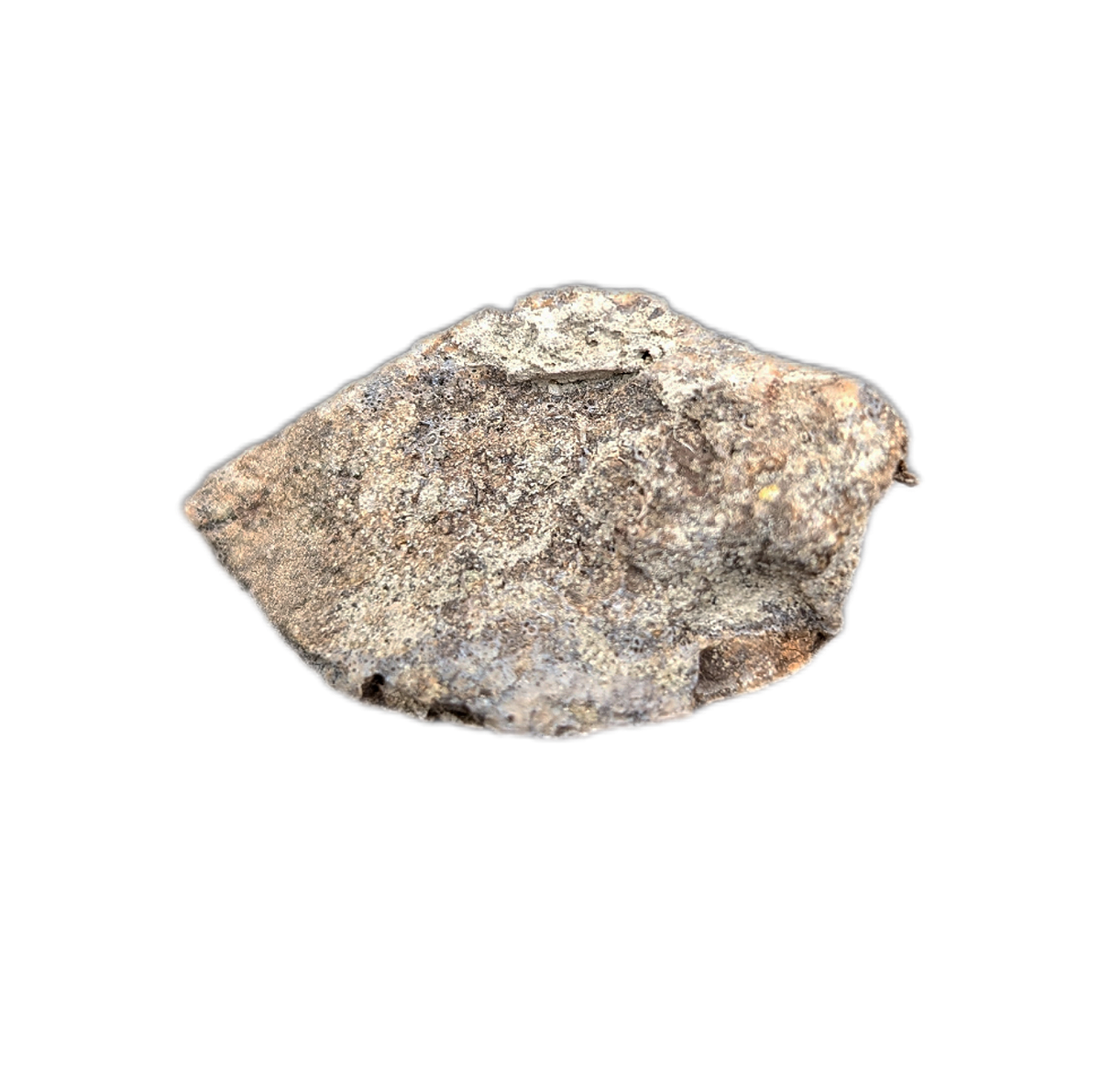 Theropod? Rib Section, Two Medicine Formation| The Daily Rex