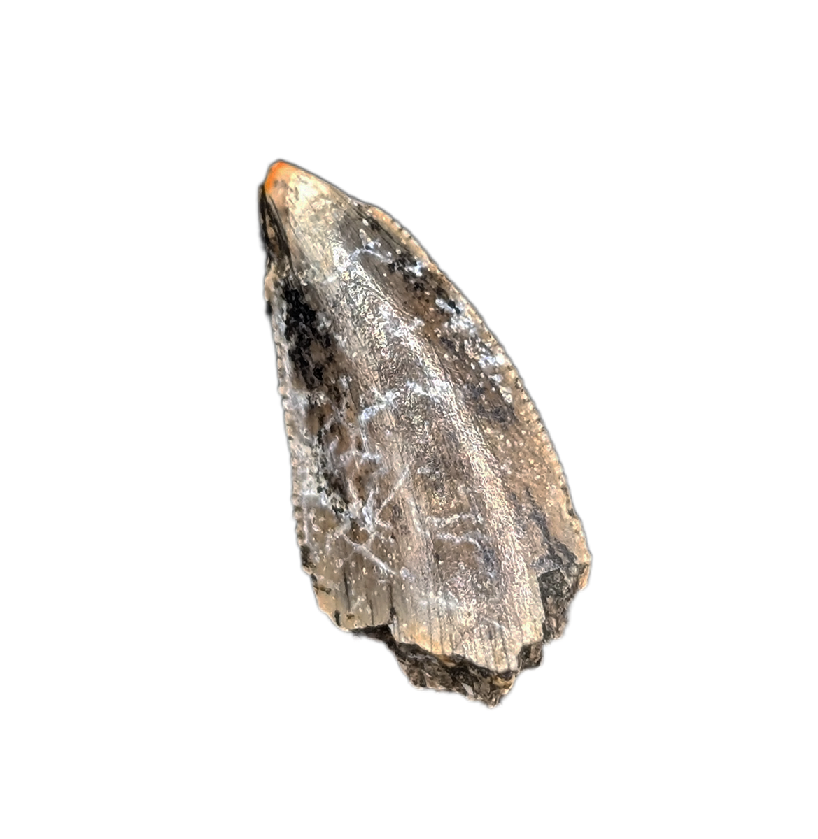 Abelisaur Tooth, Madagascar| The Daily Rex