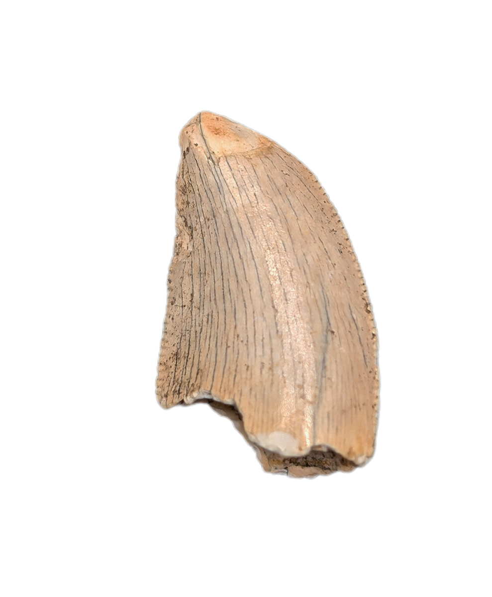 Abelisaur Tooth, Madagascar| The Daily Rex