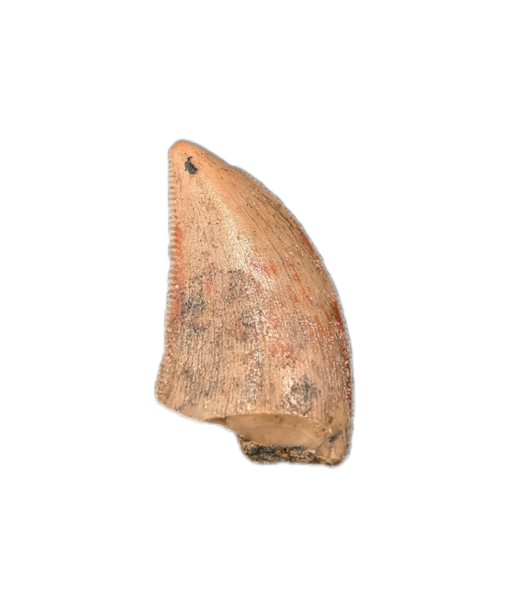 Abelisaur Tooth, Madagascar| The Daily Rex