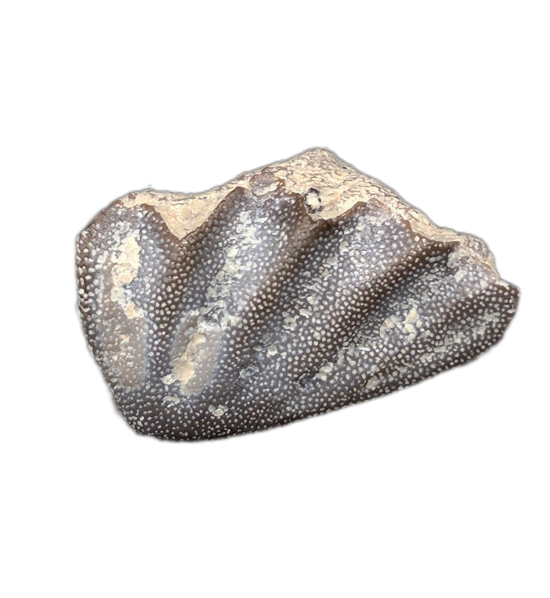 Arganodus (Lungfish) Tooth, Chinle Formation| The Daily Rex