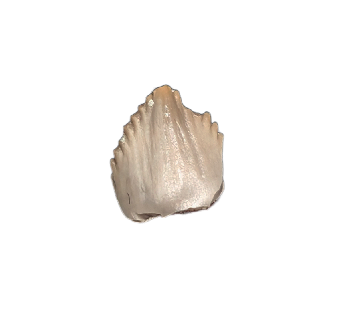 Kwanasaurus? (Dinosauromorph) Tooth, Chinle Formation, Arizona| The ...