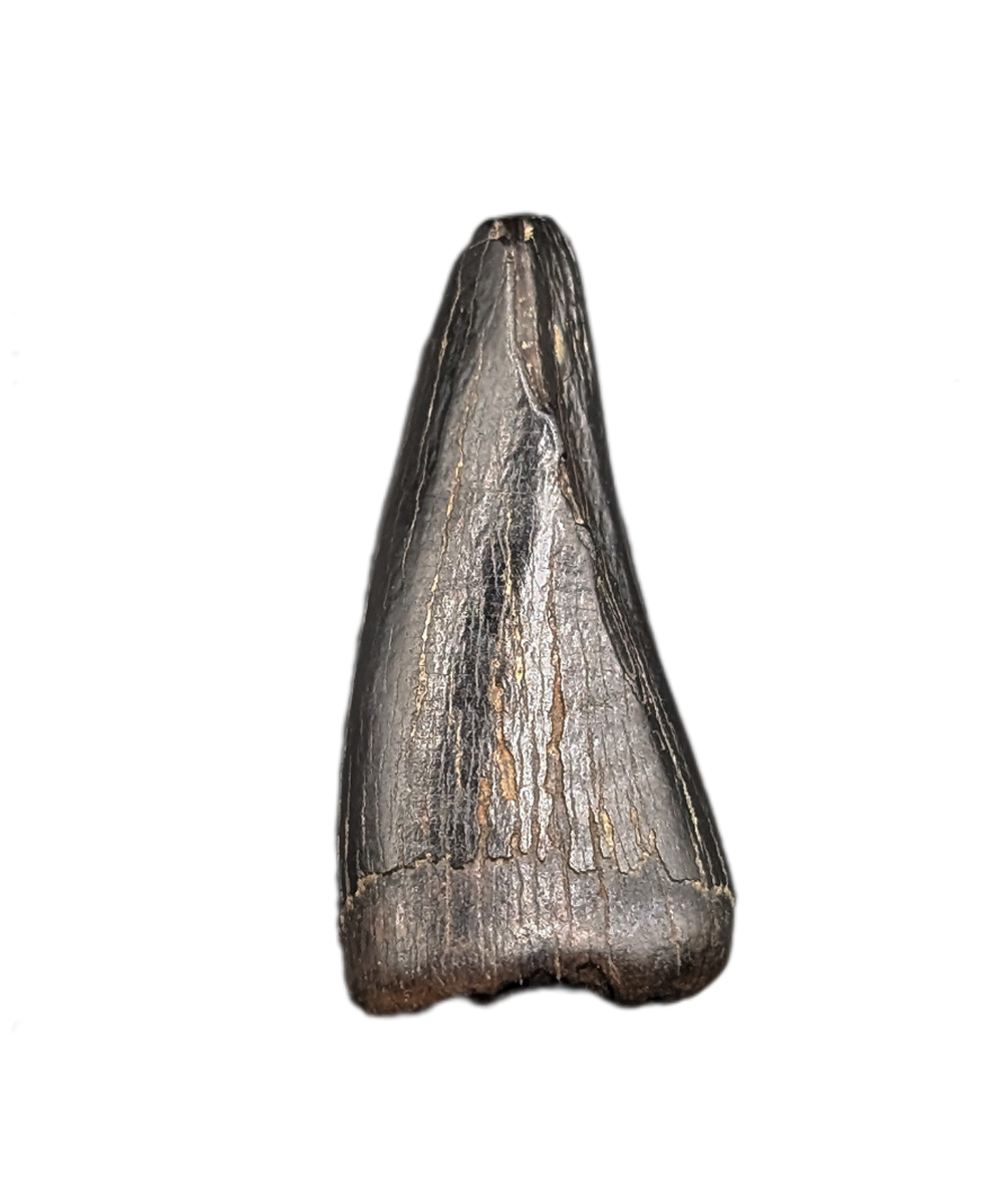 Tyrannosaur Pre-Max Tooth, Judith River Formation| The Daily Rex