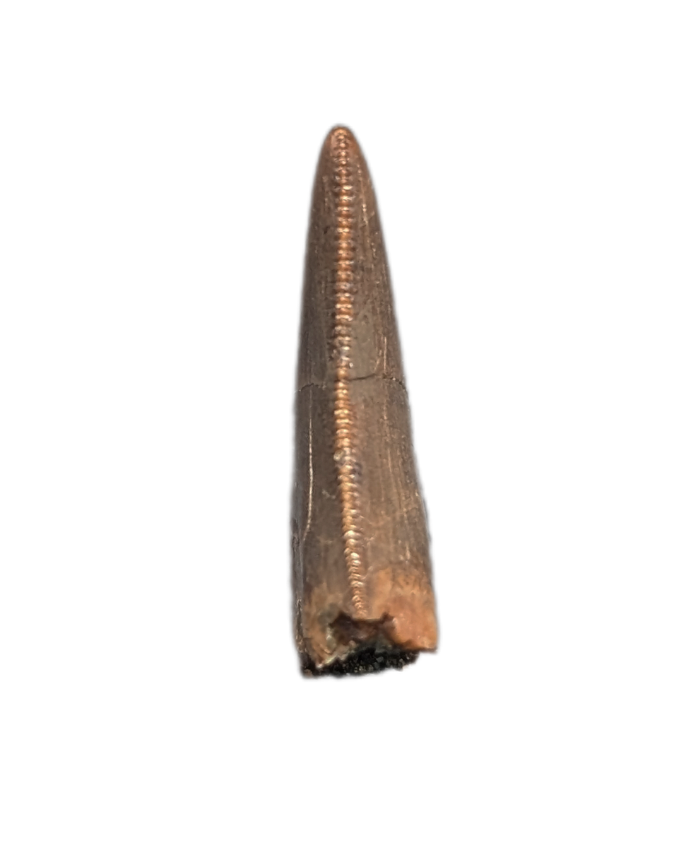 Tyrannosaur Tooth, Judith River Formation| The Daily Rex