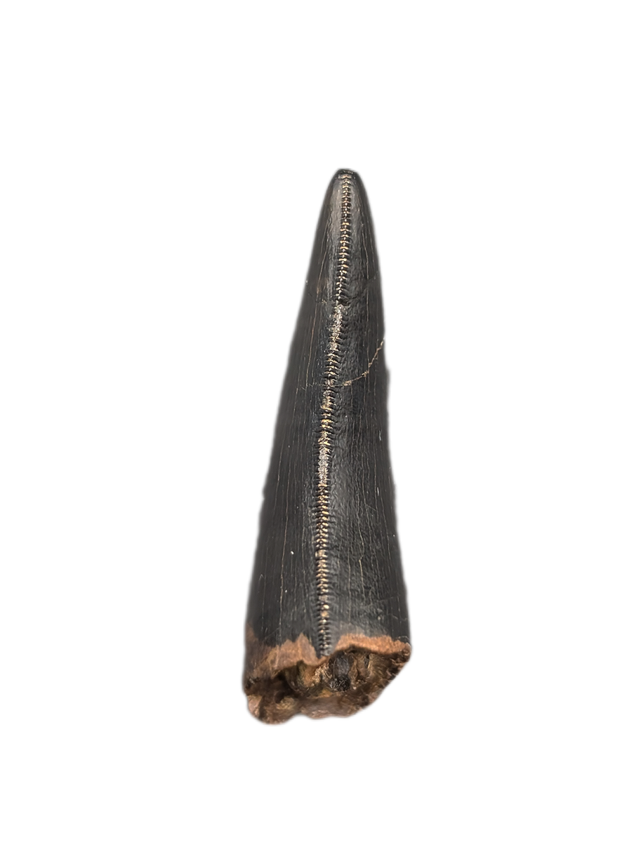 Tyrannosaur Tooth, Judith River Formation| The Daily Rex