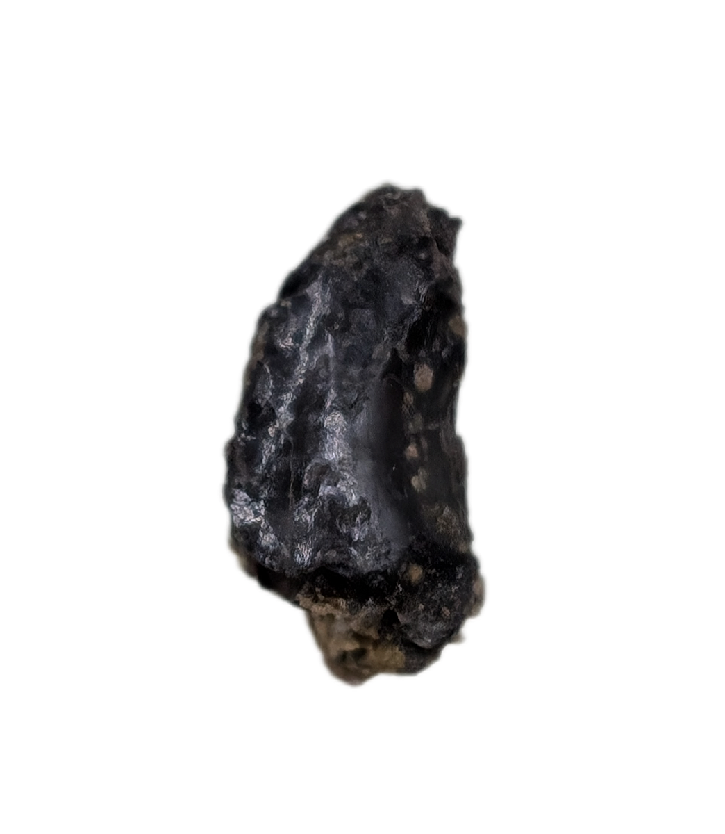 Troodon Tooth, Two Medicine Formation.| The Daily Rex