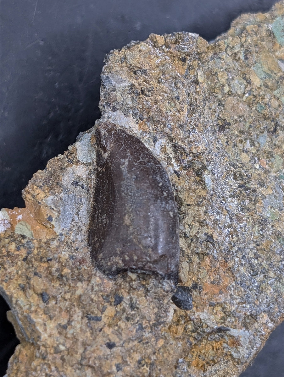 Tyrannosaur Tooth on matrix, Two Medicine Formation.| The Daily Rex