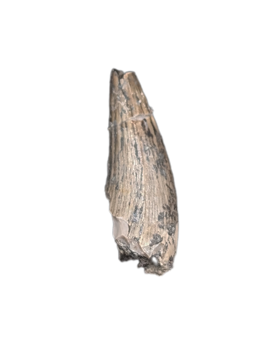 Metoposaur (Anaschisma) Tooth, Chinle Formation| The Daily Rex