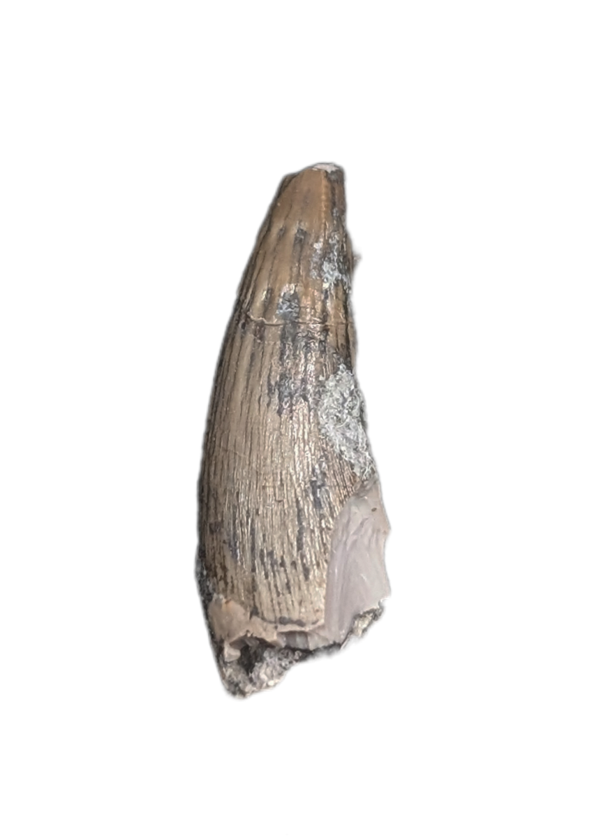 Metoposaur (Anaschisma) Tooth, Chinle Formation| The Daily Rex
