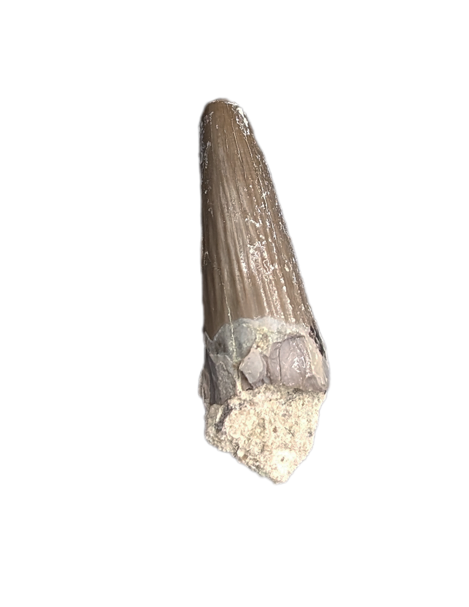 Metoposaur (Anaschisma) Tooth, Chinle Formation| The Daily Rex