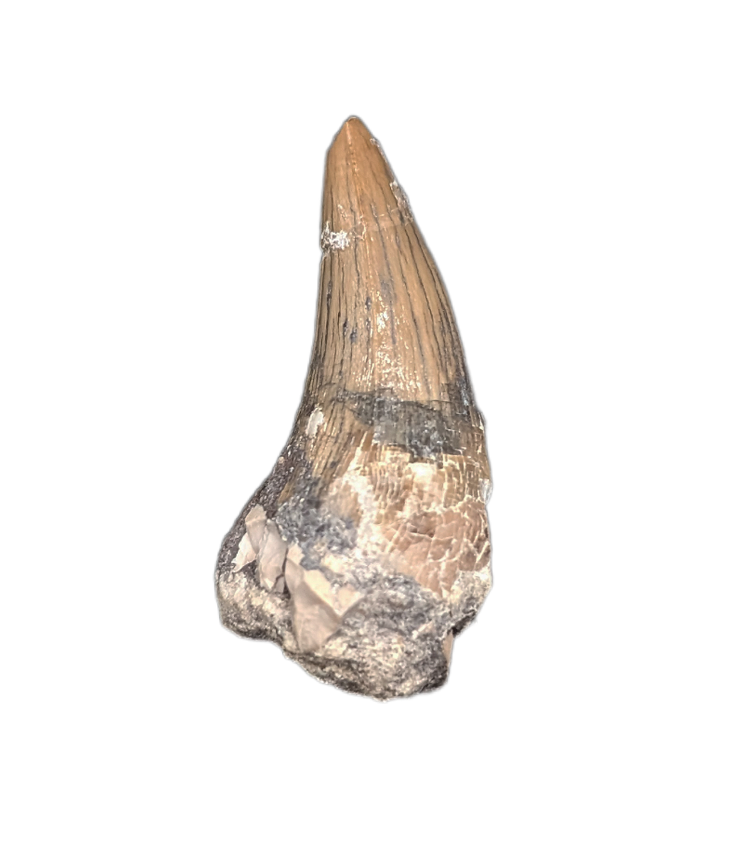 Metoposaur (Anaschisma) Tooth, Chinle Formation| The Daily Rex