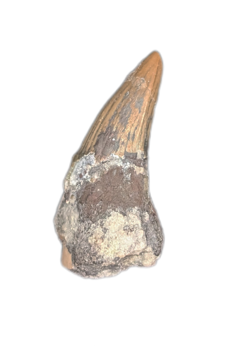 Metoposaur (Anaschisma) Tooth, Chinle Formation| The Daily Rex