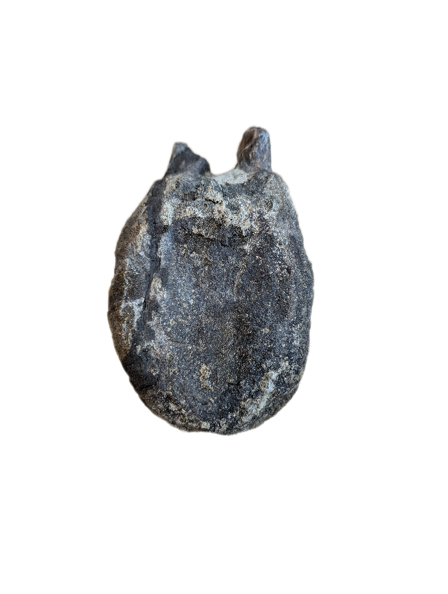 Hypacrosaurus Vertebrae| The Daily Rex