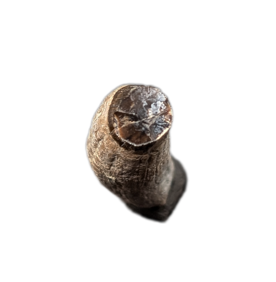 Ichthyosaurus communis Tooth. Early Jurassic Period, England.| The ...