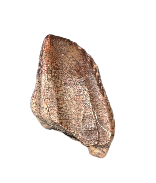 The Daily Rex | Authentic Dinosaur Fossils For Sale