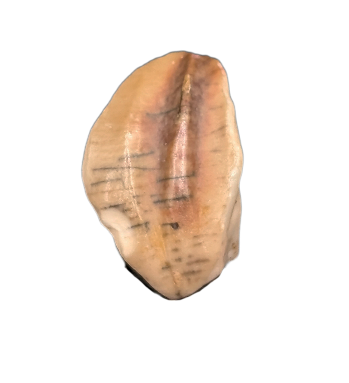 The Daily Rex | Authentic Dinosaur Fossils For Sale