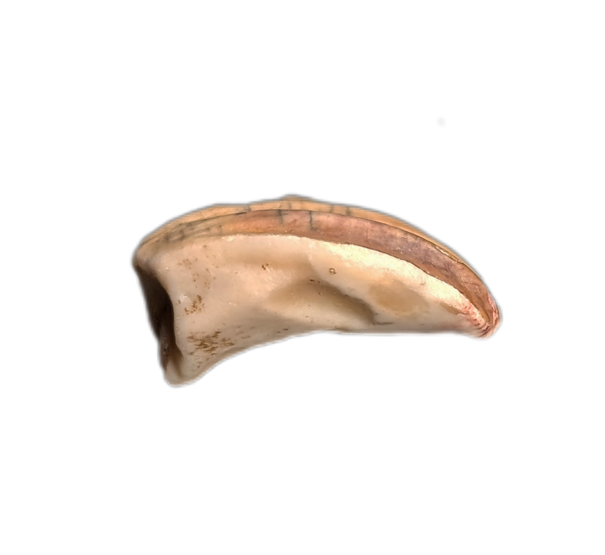Elrhazosaurus (Dryosaur) Tooth| The Daily Rex
