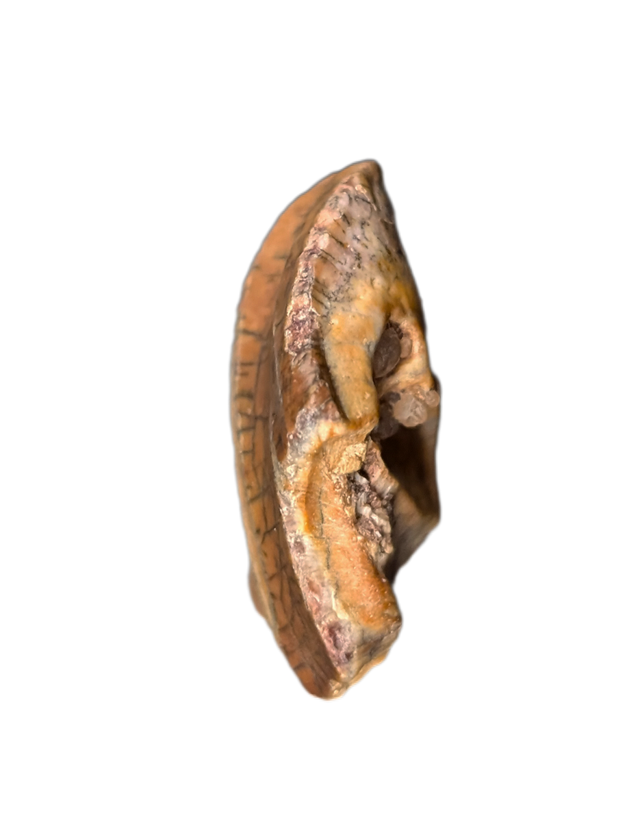 Elrhazosaurus (Dryosaur) Tooth| The Daily Rex