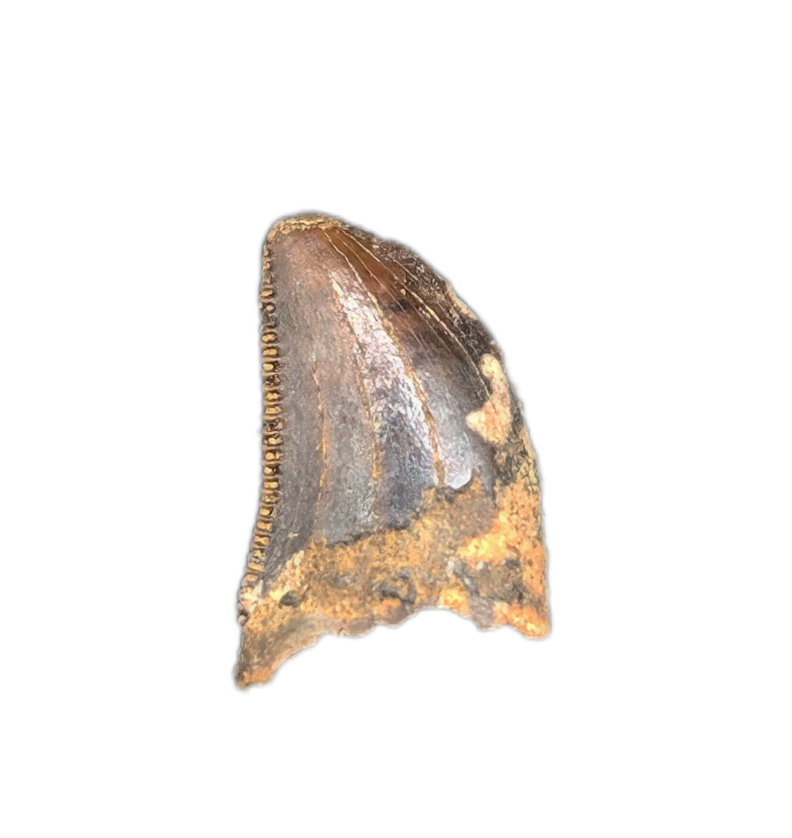 Tyrannosaurus Rex Baby Tooth| The Daily Rex