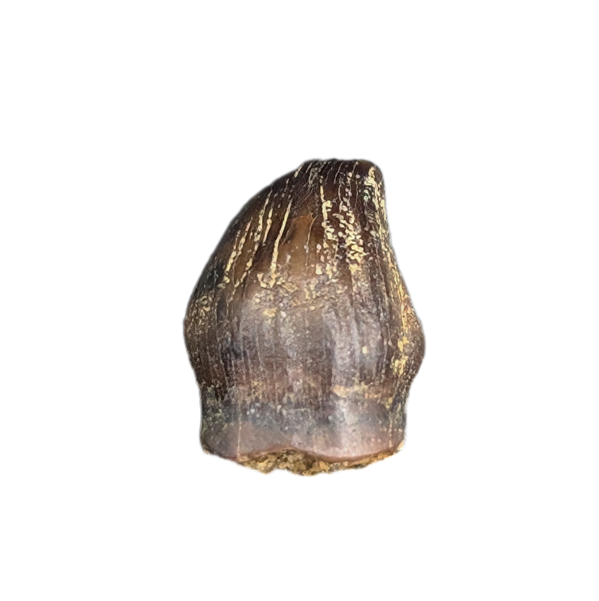 Thescelosaurus Pre Max Tooth from the Hell Creek Formation| The Daily Rex