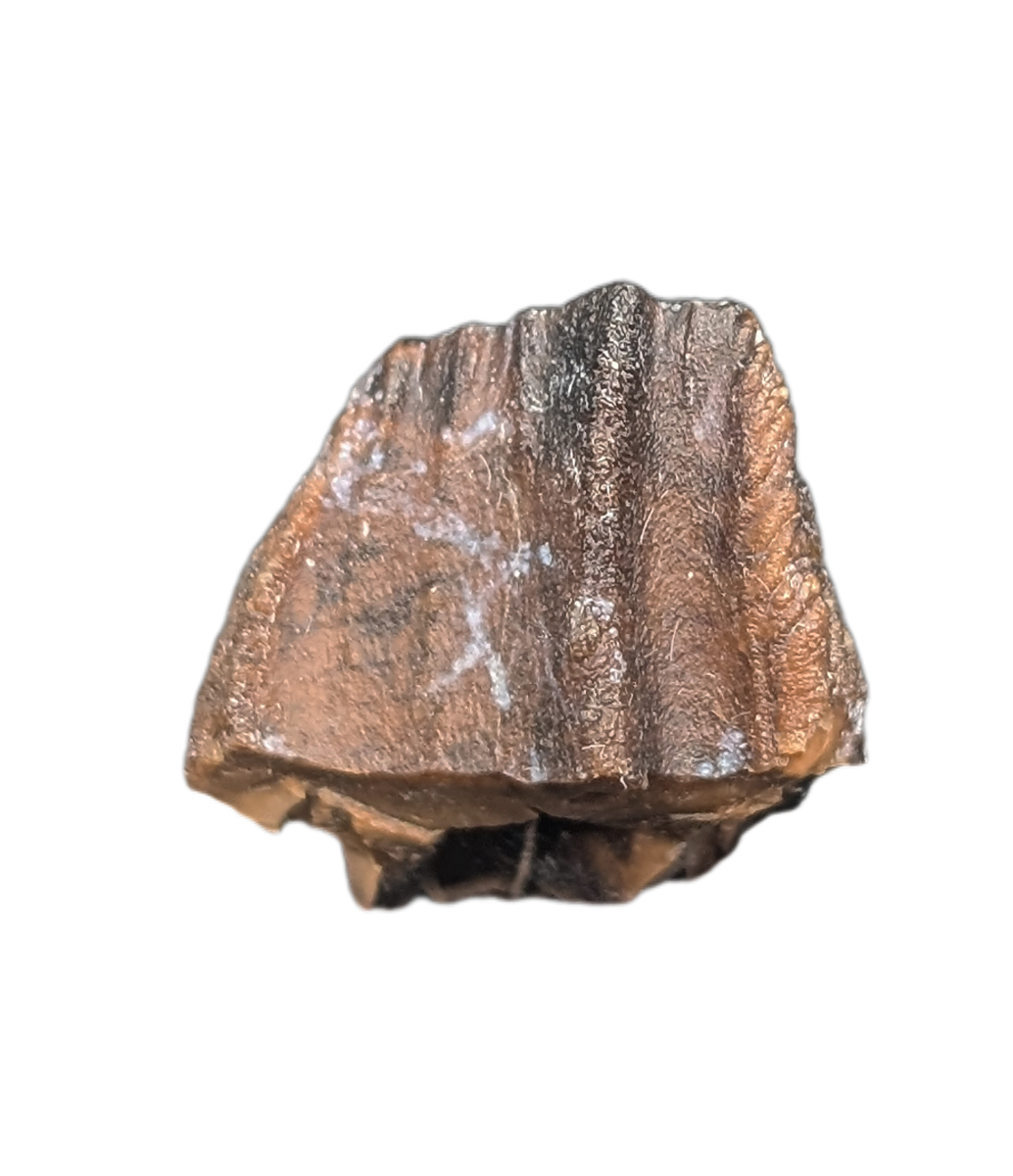 Parasaurolophus sp Tooth, Aguja Formation| The Daily Rex