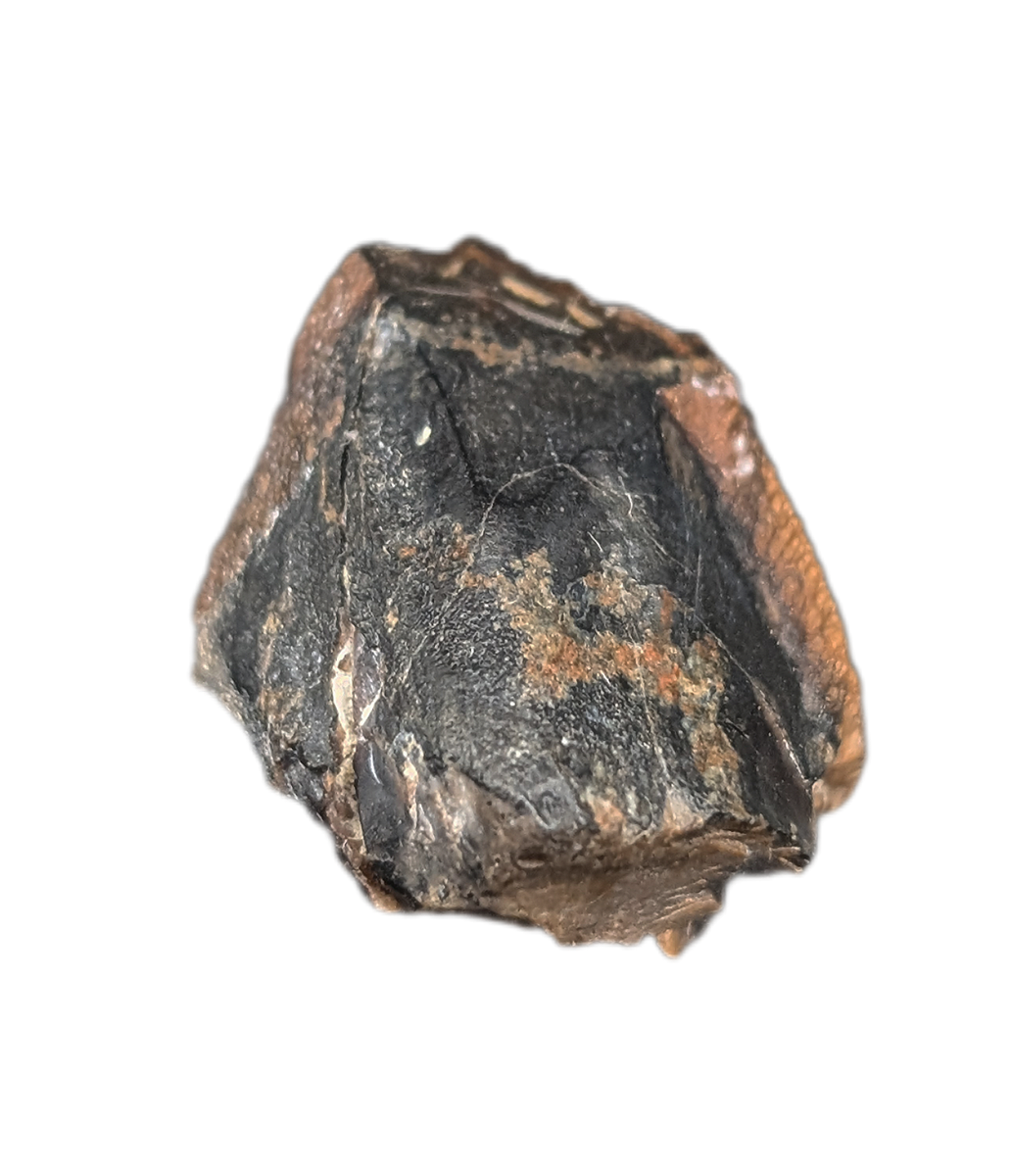 Parasaurolophus sp Tooth, Aguja Formation| The Daily Rex