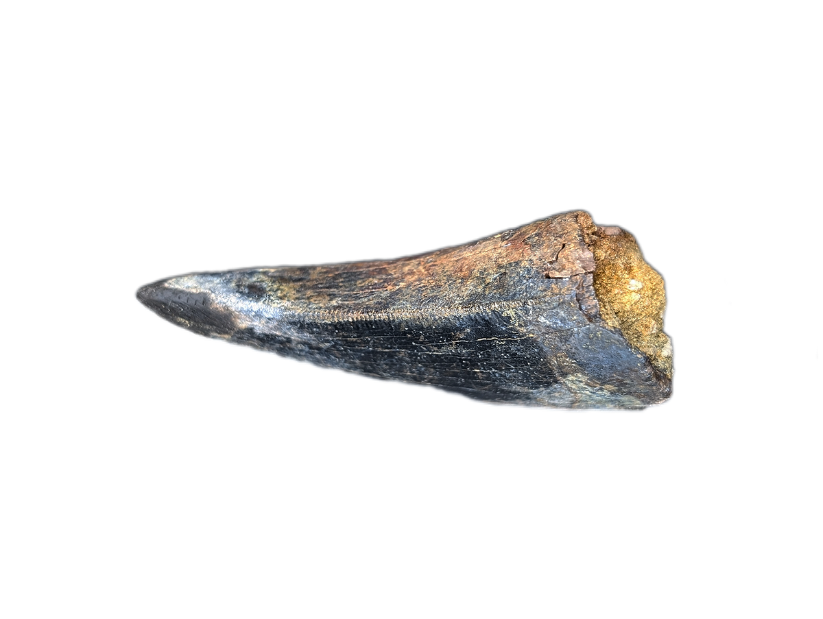 Tyrannosaurus Rex Tooth| The Daily Rex