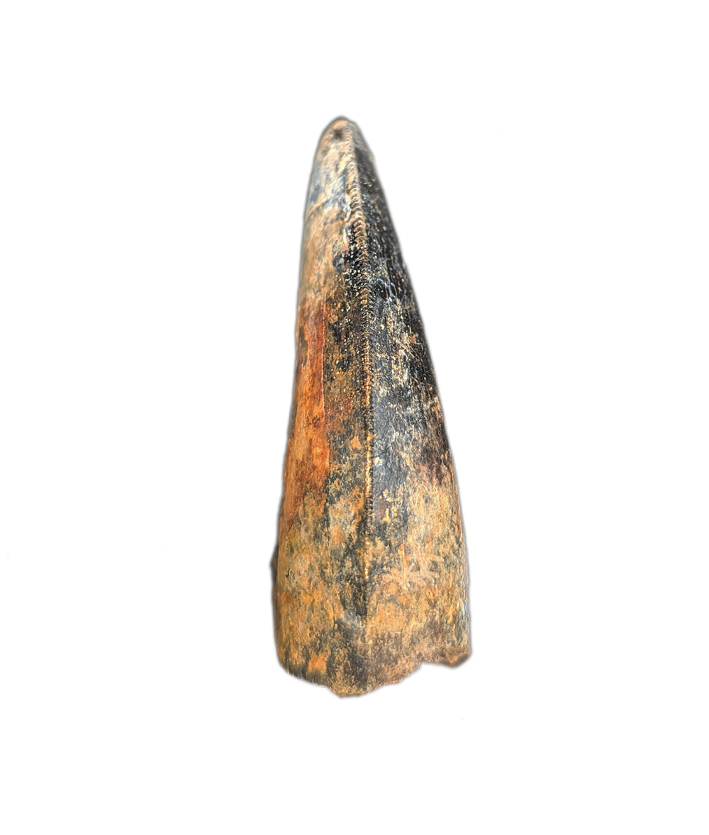 Tyrannosaurus Rex Tooth| The Daily Rex