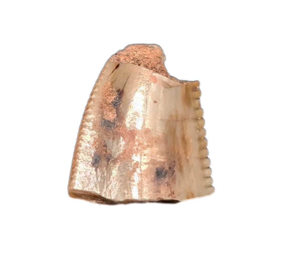 Deinonychus Tooth, Cloverly Formation| The Daily Rex