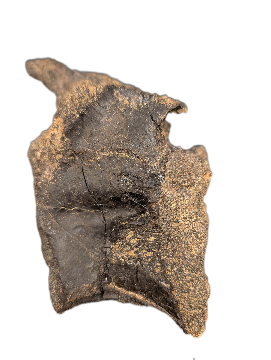 Allosaurus Vertebrae, Morrison Formation| The Daily Rex
