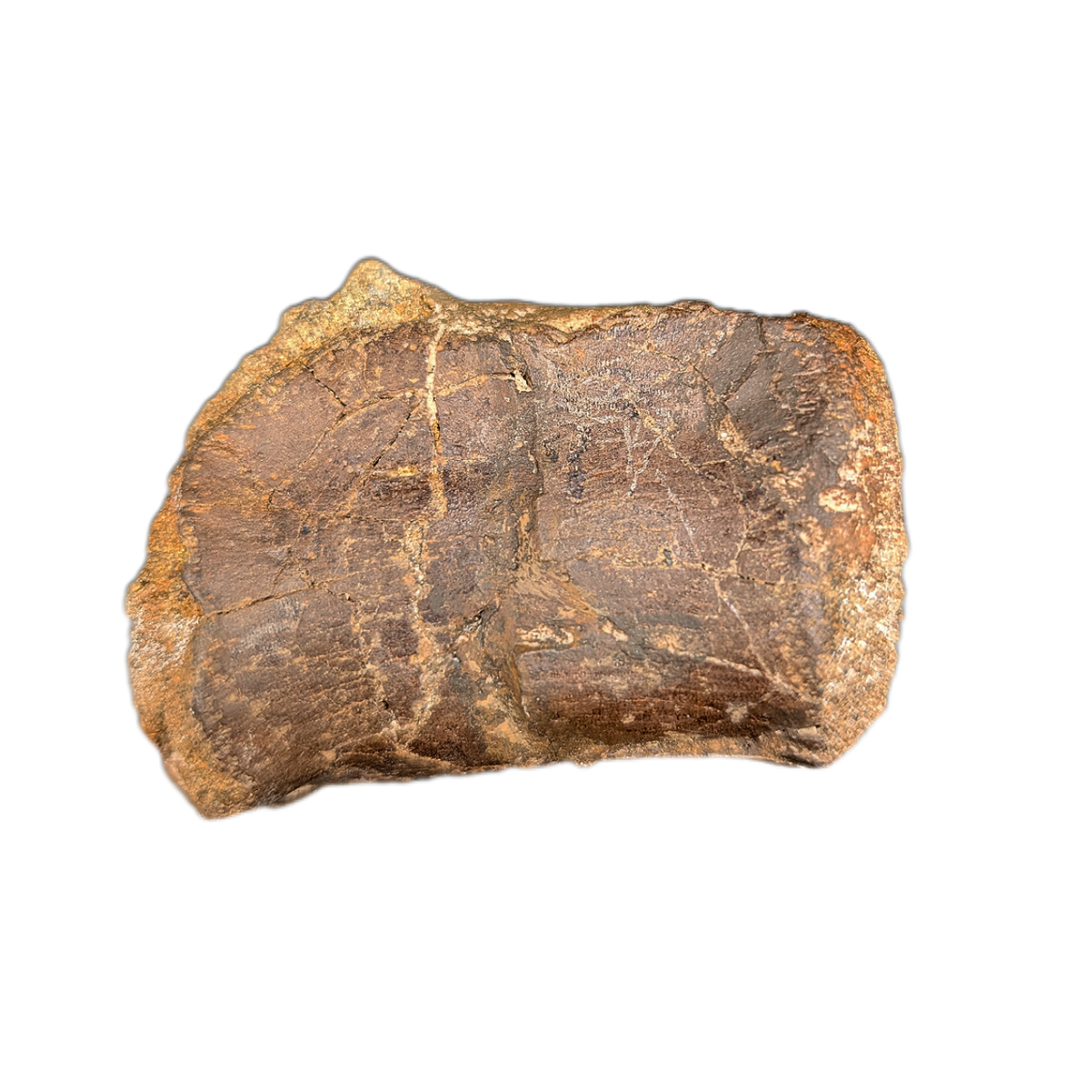 Dromaeosaur? (Raptor) Vertebrae| The Daily Rex