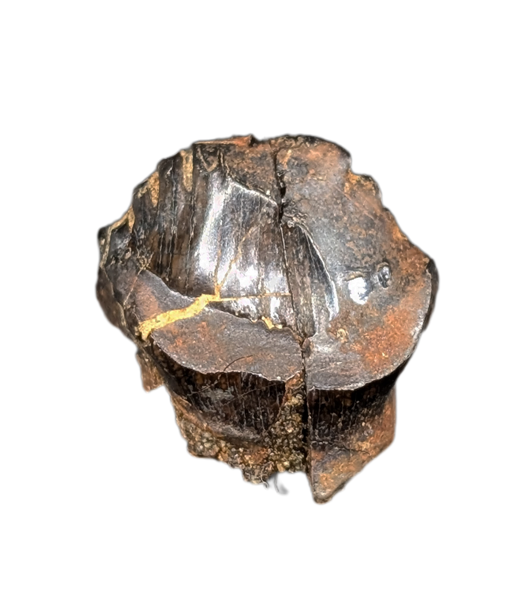 Edmontonia Tooth, Judith River Formation| The Daily Rex