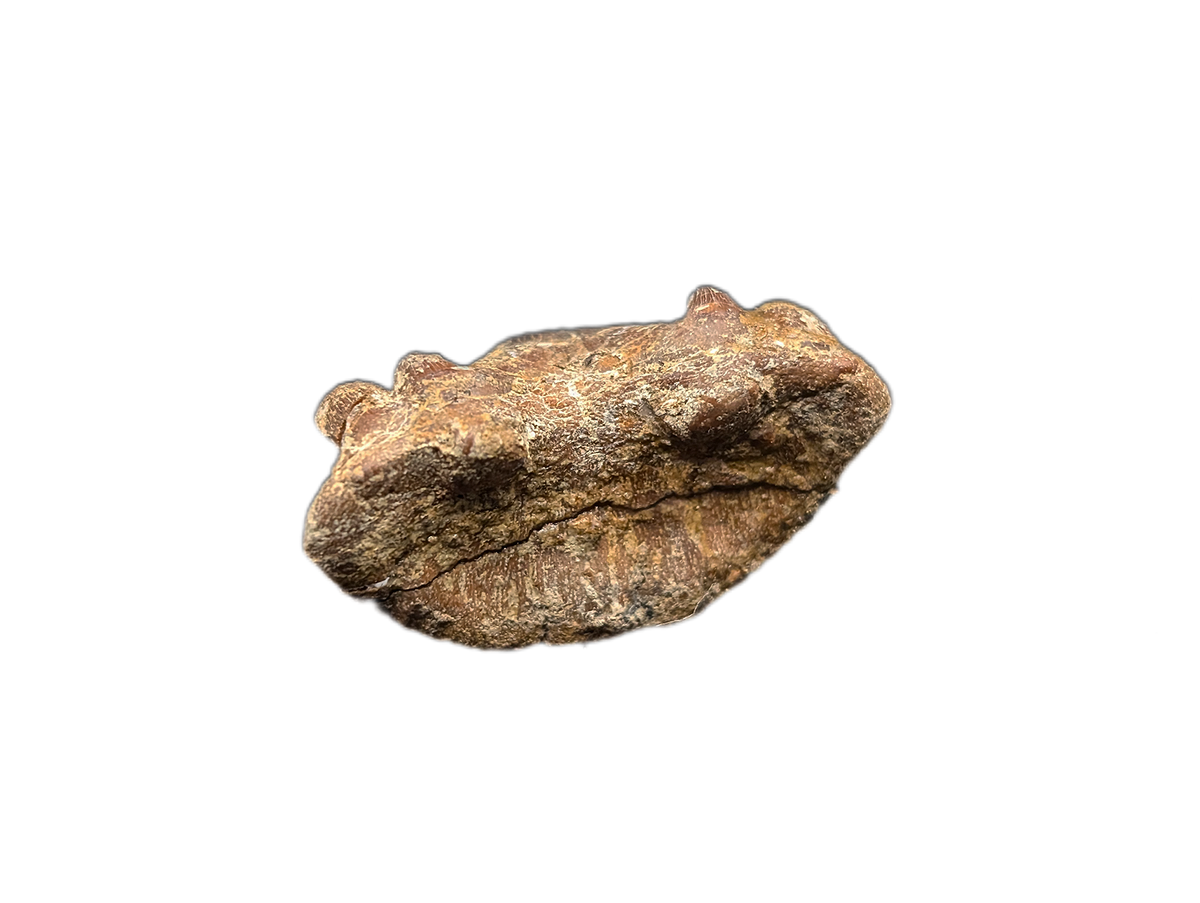 Cladodus Shark Tooth, Permian of Kansas| The Daily Rex